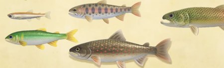 Animal Crossing: New Horizons Fish List - Times, Locations, & Prices ...