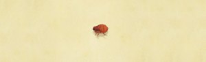 Animal Crossing New Horizons - How to Catch a Flea | Pro Game Guides