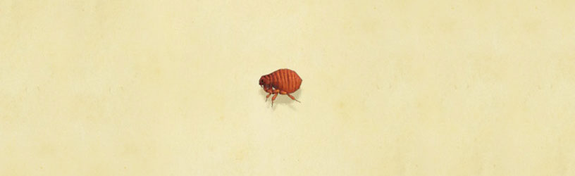 Animal Crossing New Horizons - How to Catch a Flea | Pro Game Guides