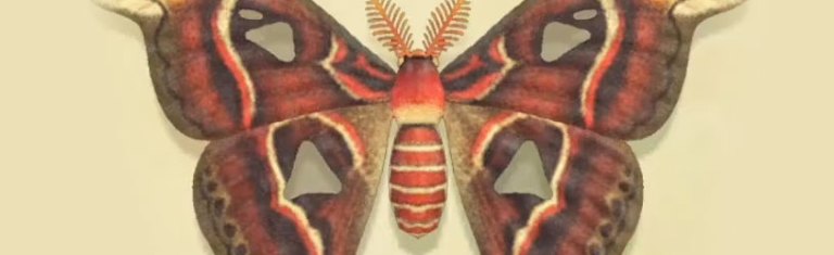 Animal Crossing New Horizons - How to Catch an Atlas Moth | Pro Game Guides