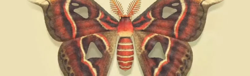 Animal Crossing New Horizons - How to Catch an Atlas Moth | Pro Game Guides