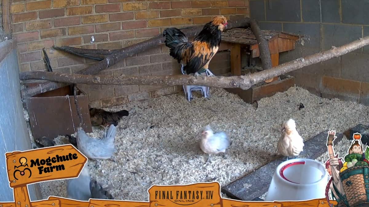 Fans watching the FFXIV Mogchute Farm stream think a chicken looks like ...