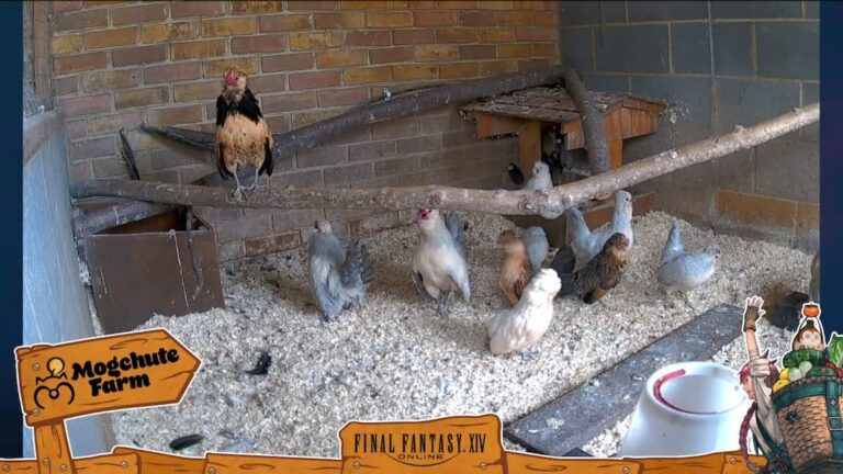 Final Fantasy XIV is livestreaming real farm animals to celebrate the ...