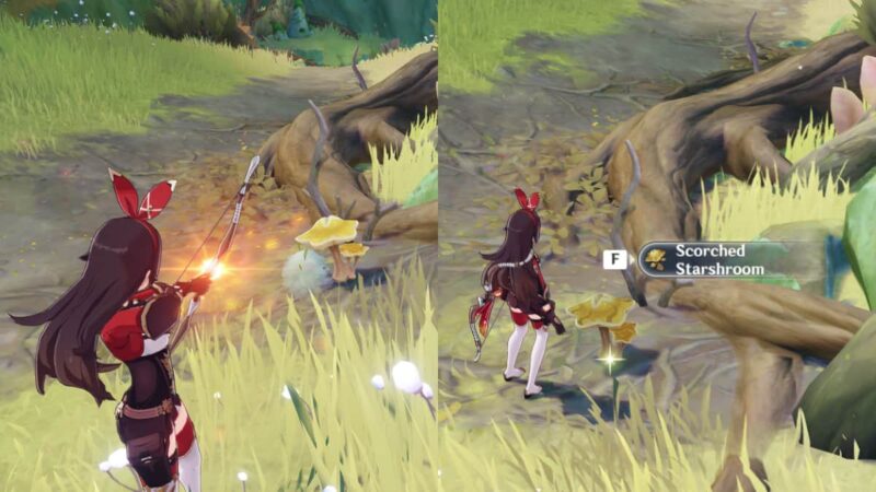 How to get shriveled Starshroom in Genshin Impact - Pro Game Guides
