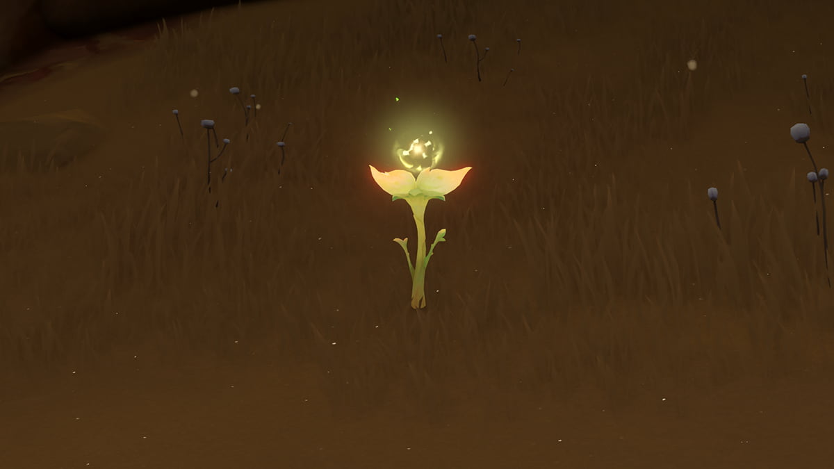 What are the golden glowing flowers in Sumeru caves in Genshin Impact ...